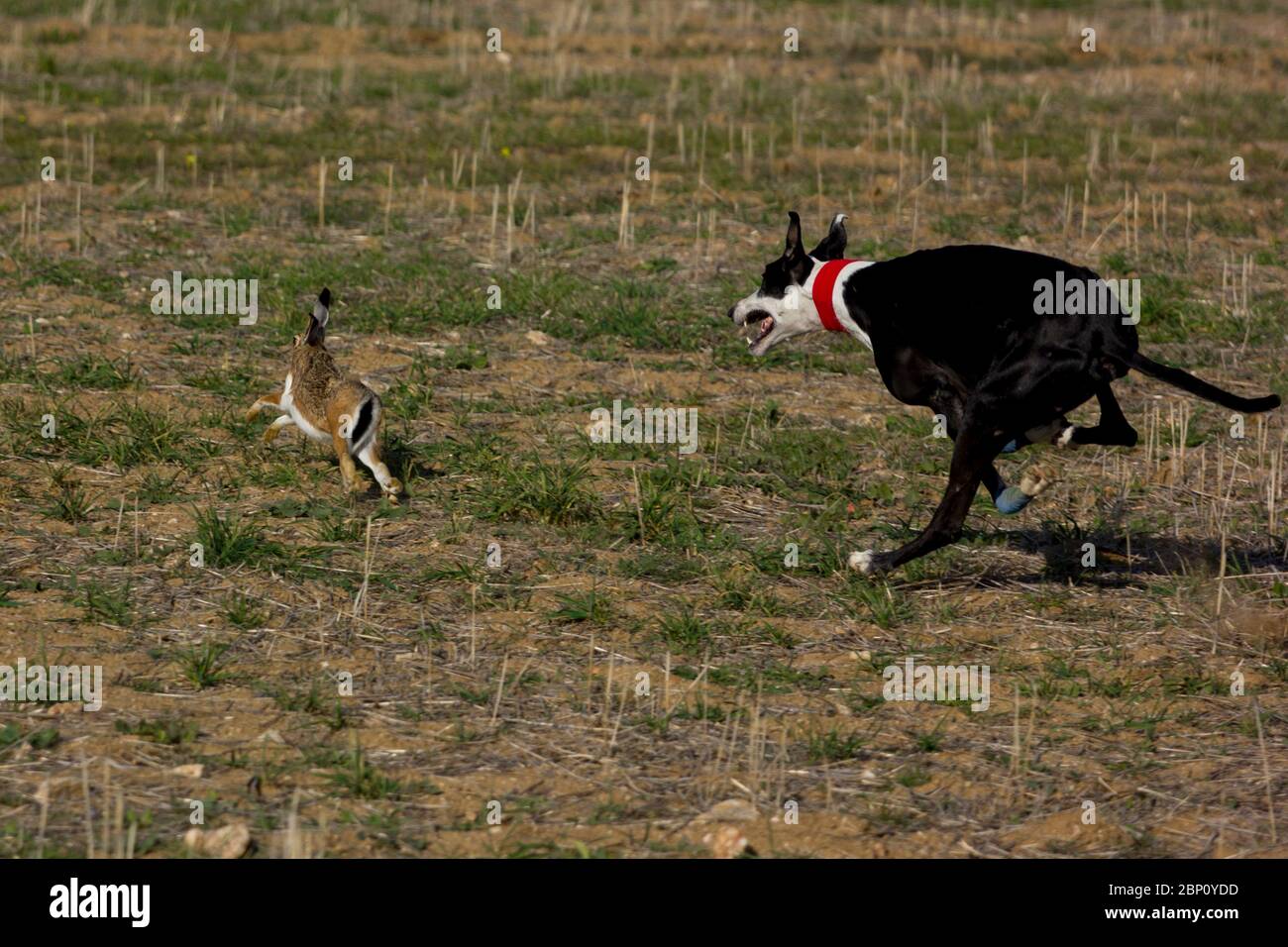 Greyhound after the hare on a hunt Stock Photo - Alamy