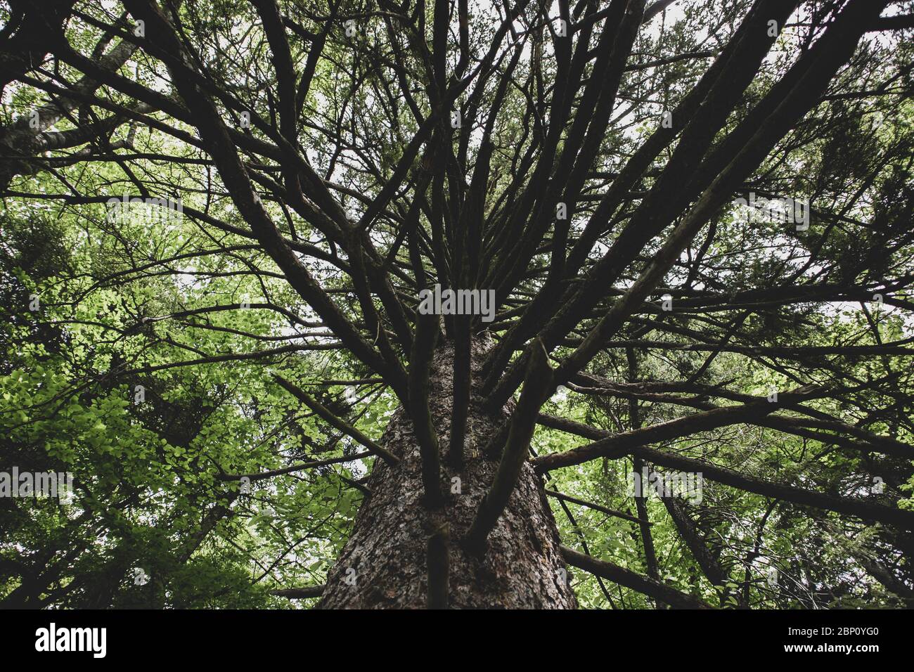 Dramatic pine tree branches formation Stock Photo - Alamy