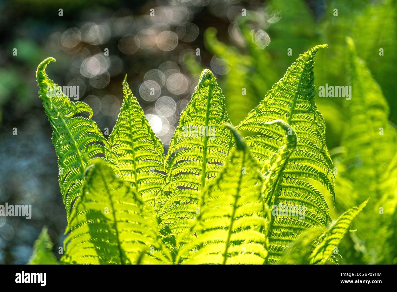 Curled ferns hi-res stock photography and images - Alamy
