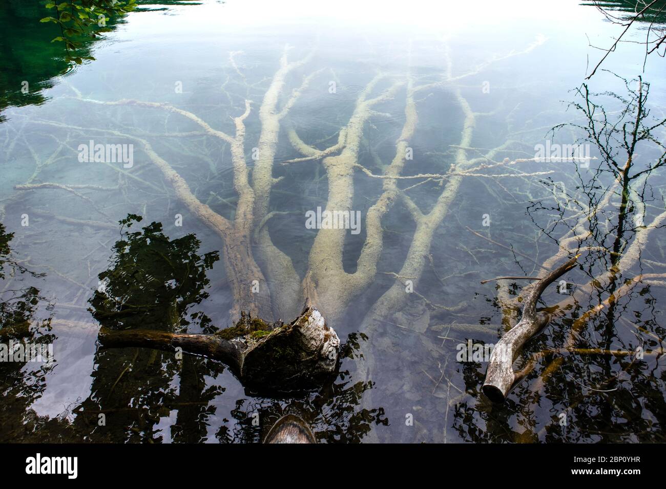 Dead Submerged Tree High Resolution Stock Photography and Images - Alamy