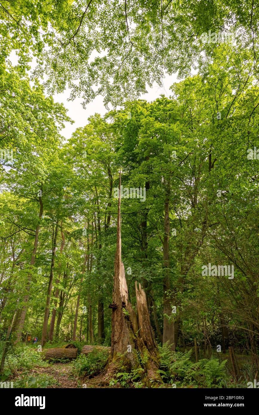 A tree stump with a shard is set in the light green spring foliage of a ...