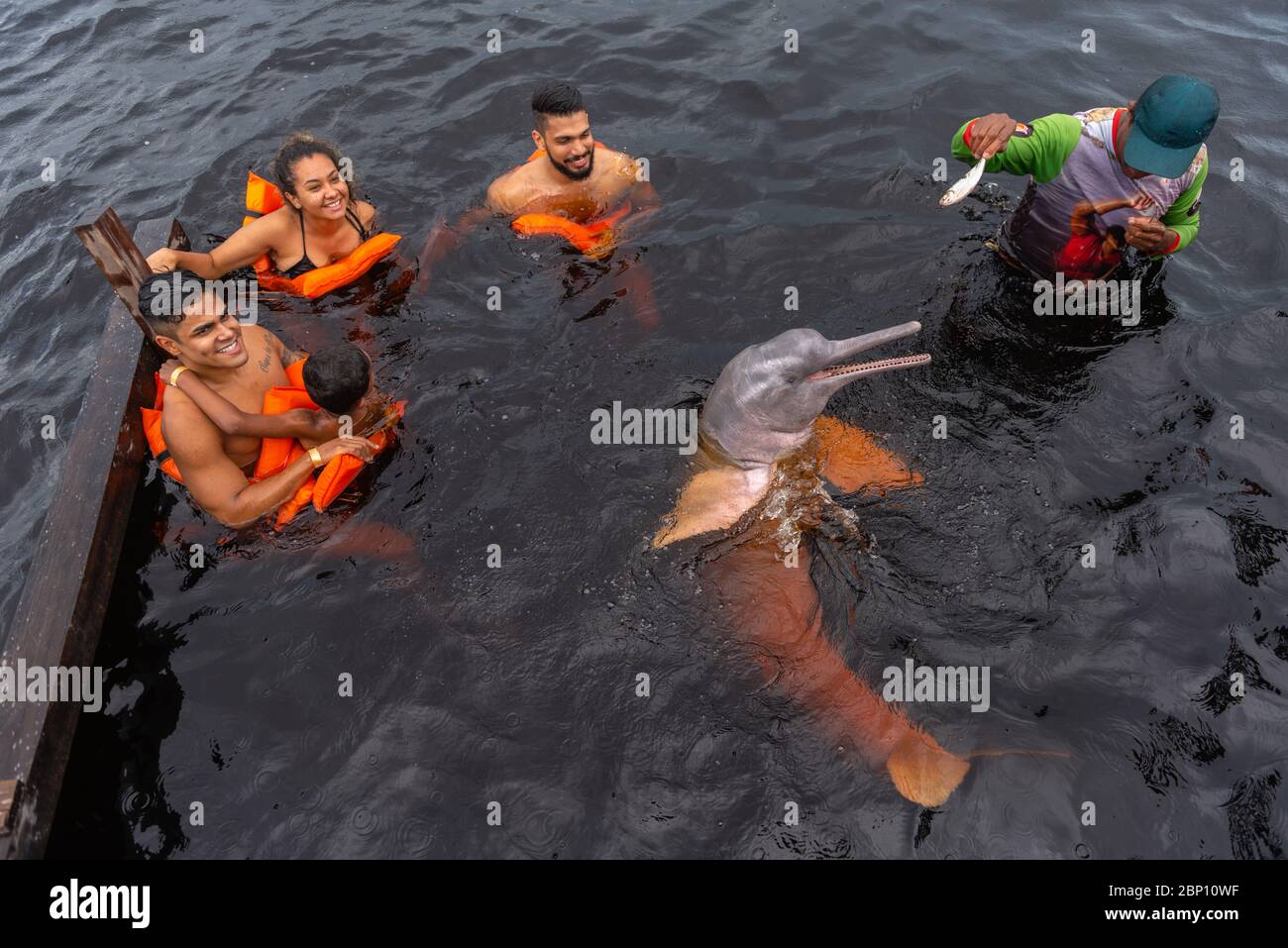 Tourists in swimsuits watching the Feeding of a pink river dolphin ...