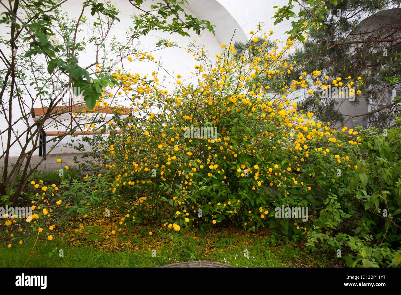 Golden yellow flowers bush in spring. Japanese marigold bush, Kerria ...