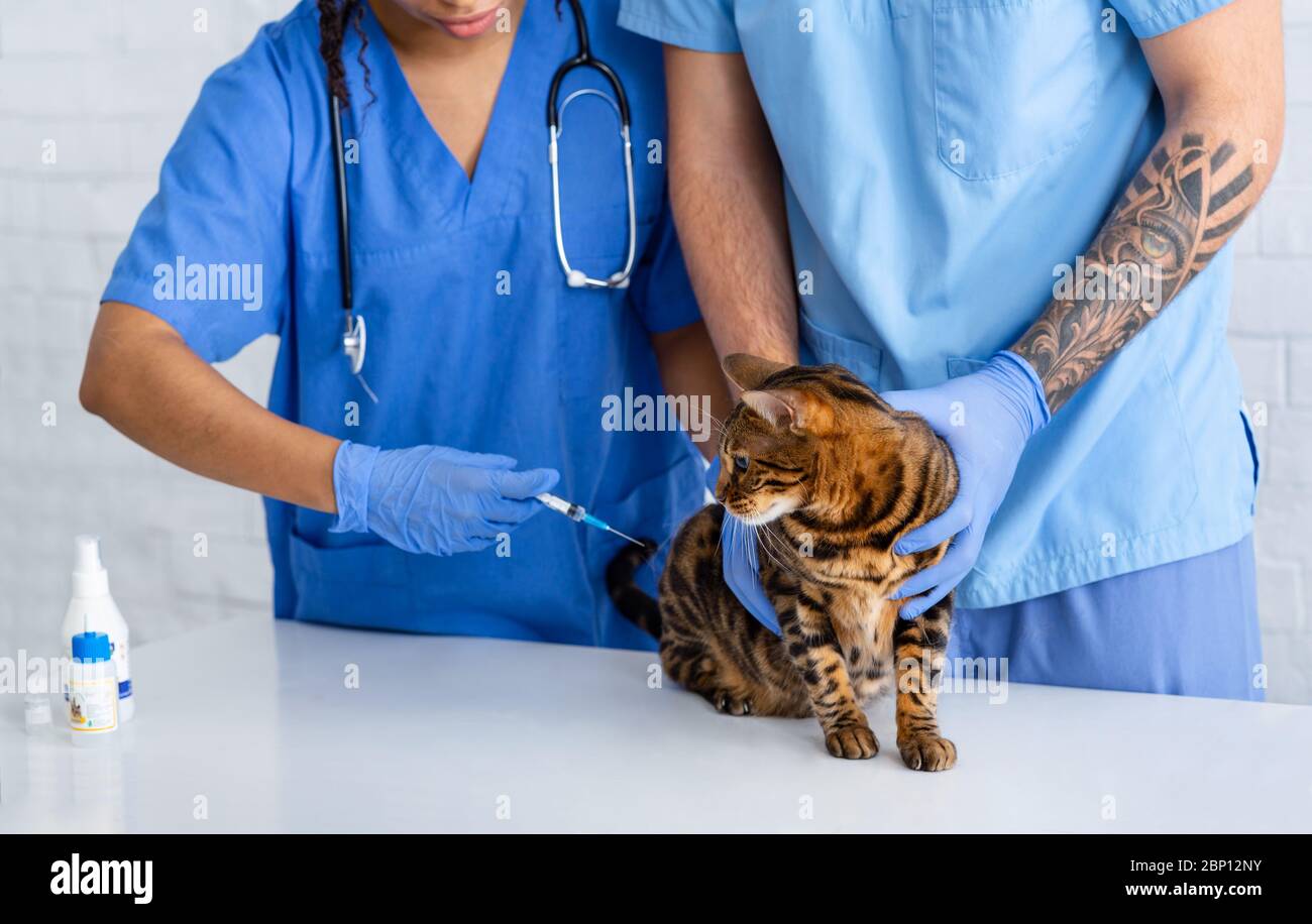 Animal vaccination hi-res stock photography and images - Alamy