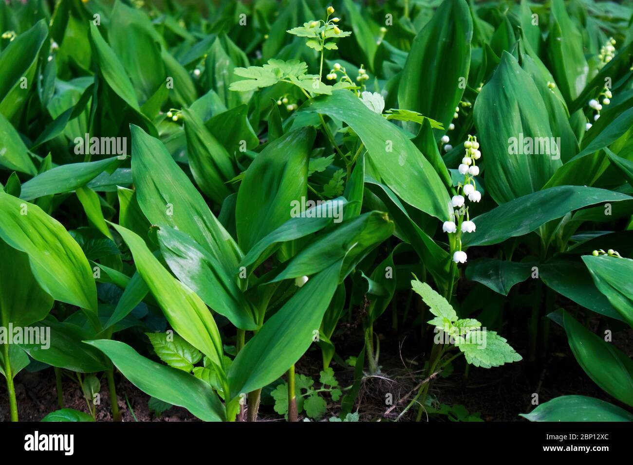 White lily of the valley flowers blossoming in spring. Spring ...