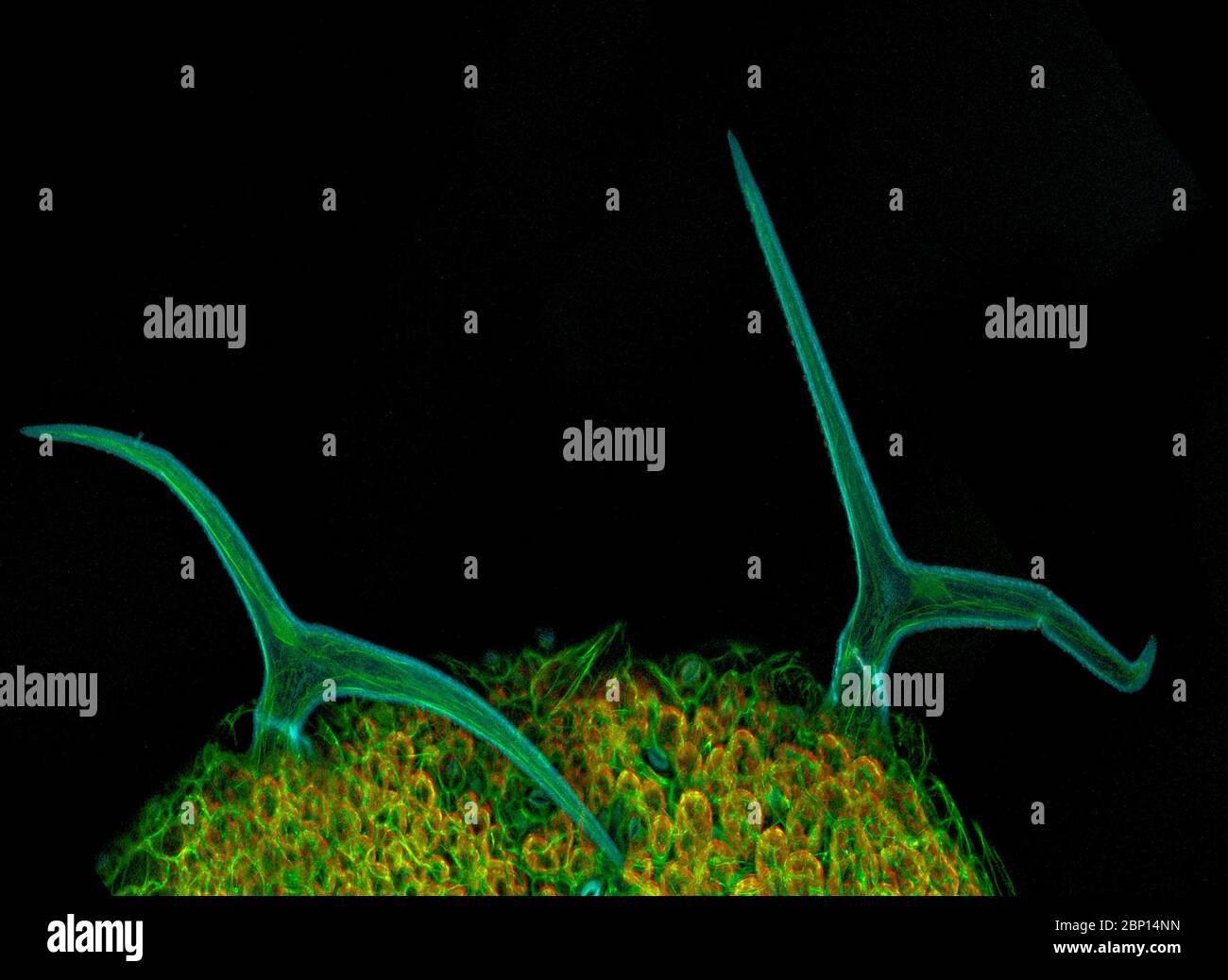 Microfilaments High Resolution Stock Photography and Images - Alamy