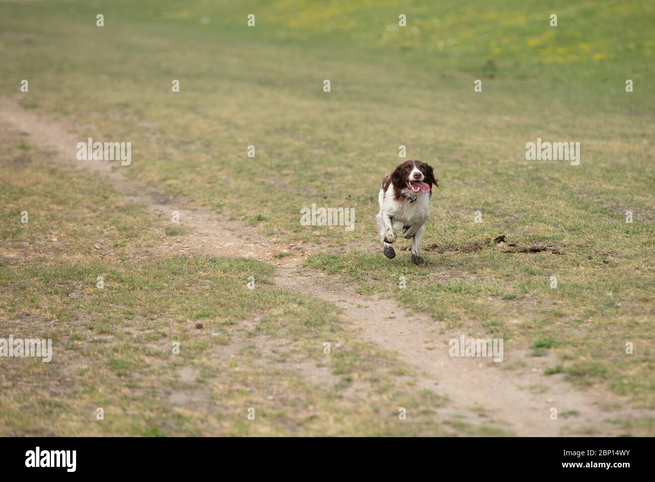 English Springer Spaniel Running Stock Photo - Alamy