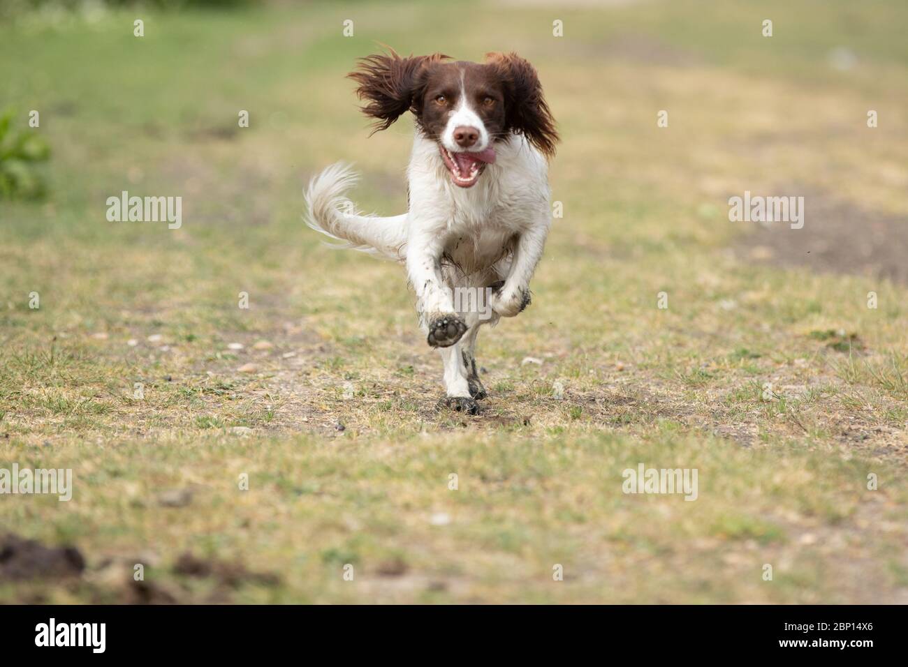 English Springer Spaniel Running Stock Photo - Alamy