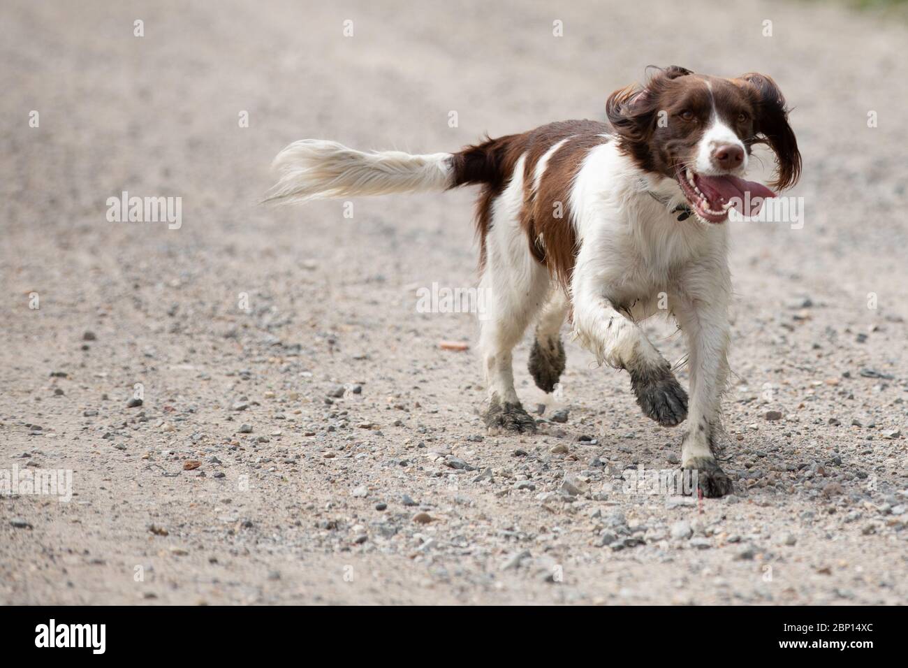 English Springer Spaniel Running Stock Photo - Alamy