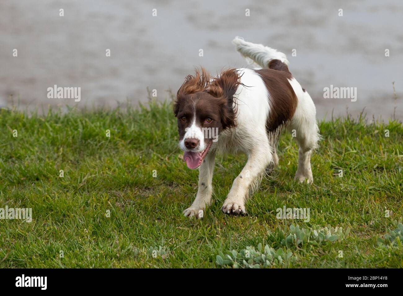 English Springer Spaniel Running Stock Photo - Alamy