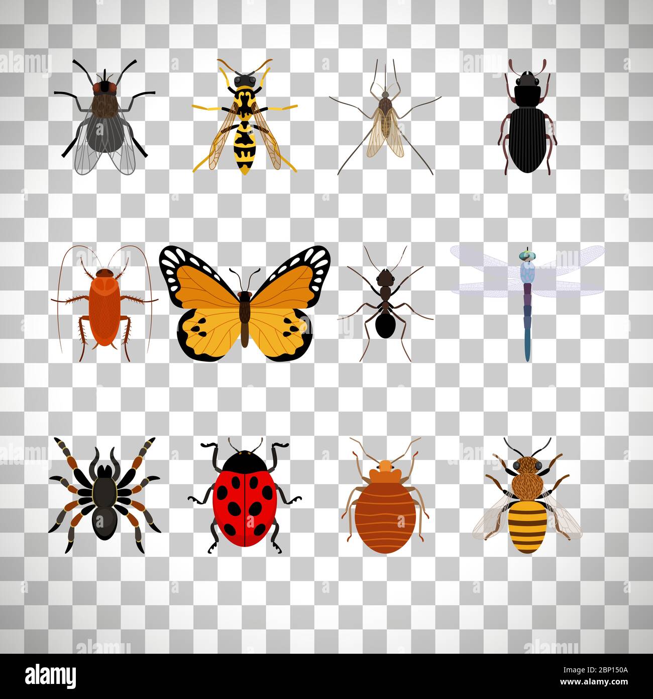 Insects icons set isolated on transparent background, vector ...