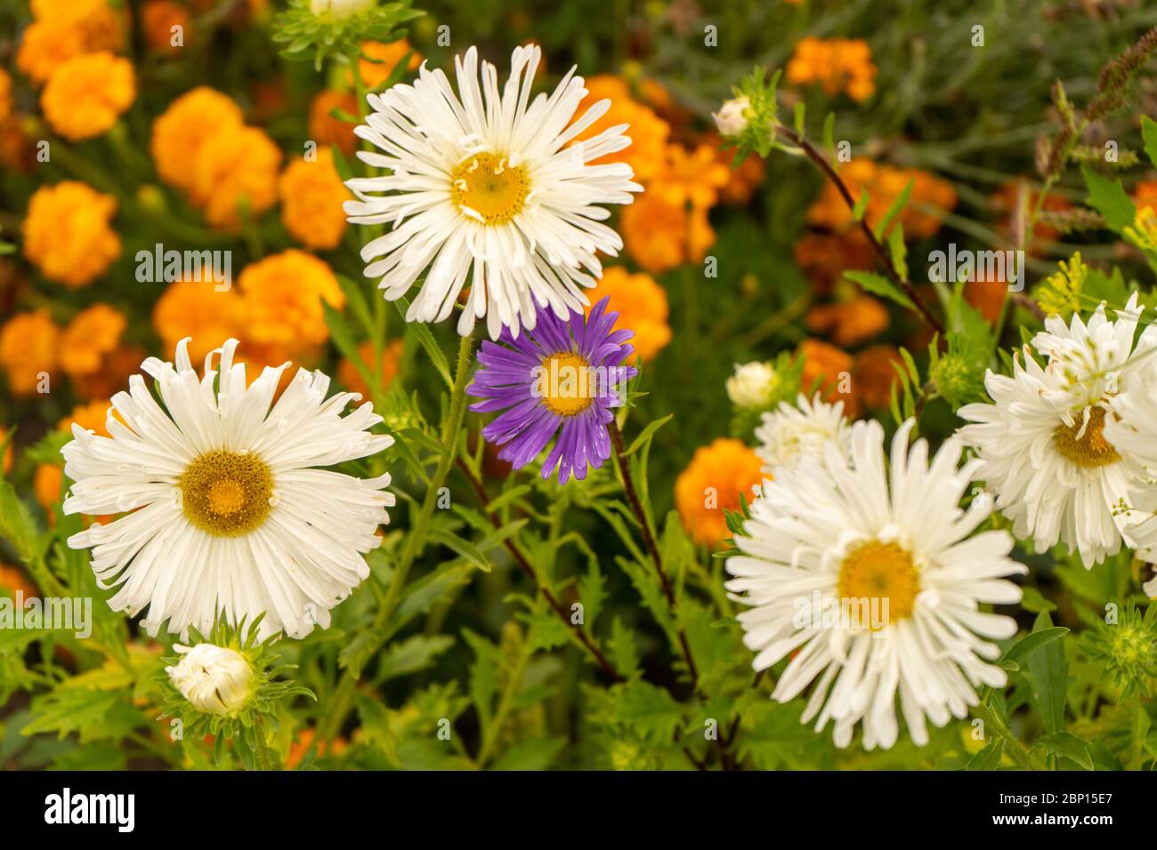 Plants with daisy-like flowers: beautiful ice plants, marigolds ...