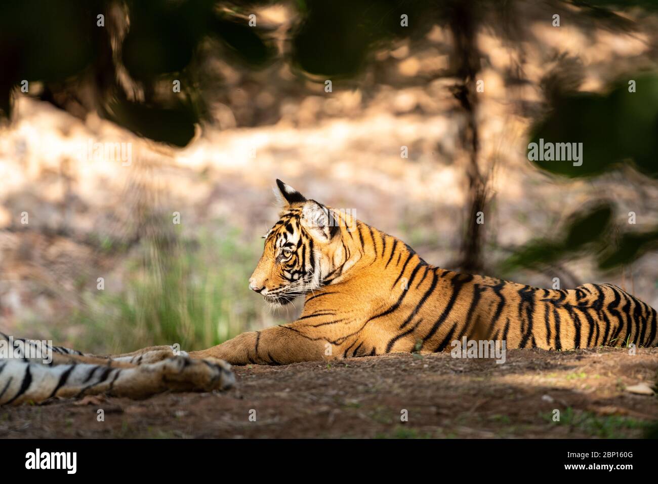 Tiger resting under tree hi-res stock photography and images - Alamy