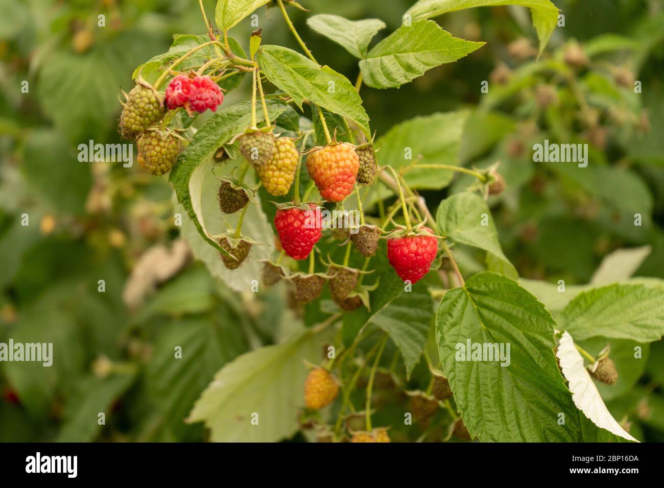 Raspberry Tree High Resolution Stock Photography and Images - Alamy