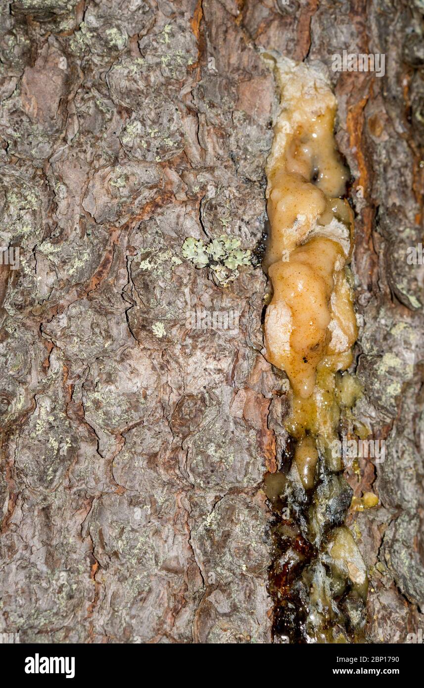 Closeup of resin on spruce tree trunk ( Picea Abies ) , Finland Stock ...