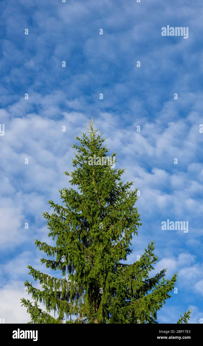 One spruce tree treetop ( Picea Abies ) against blue sky , Finland ...