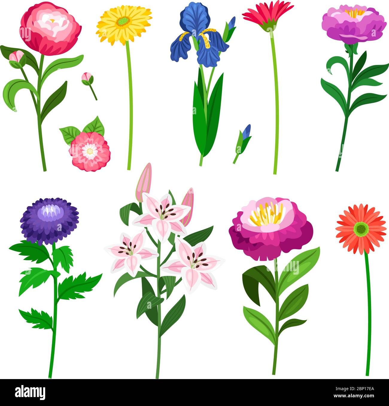 Vector flowers and floral elements collection. Multicolor spring ...