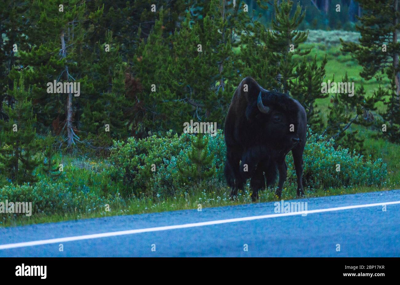 one bison walk on the road in early morning in Yellowstone National ...