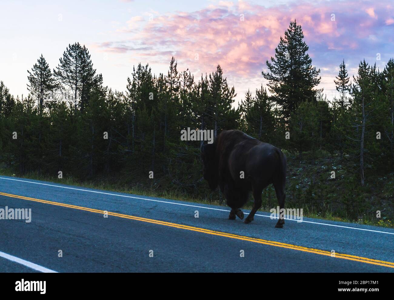 Plains bisons bison bison bison hi-res stock photography and images - Alamy