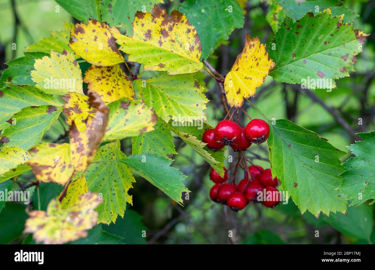 Hawthorne leaves hi-res stock photography and images - Alamy