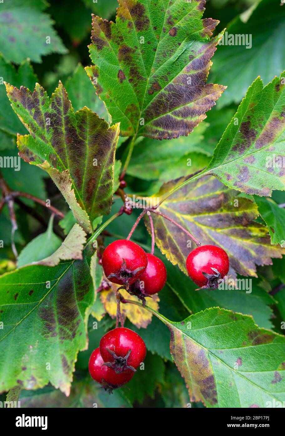 Hawthorne plant hi-res stock photography and images - Alamy