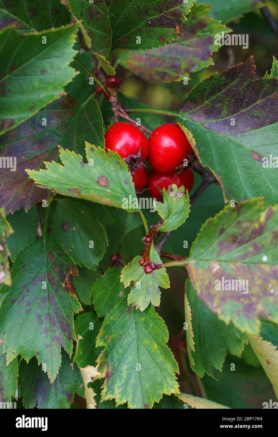 Hawthorne plant hi-res stock photography and images - Alamy