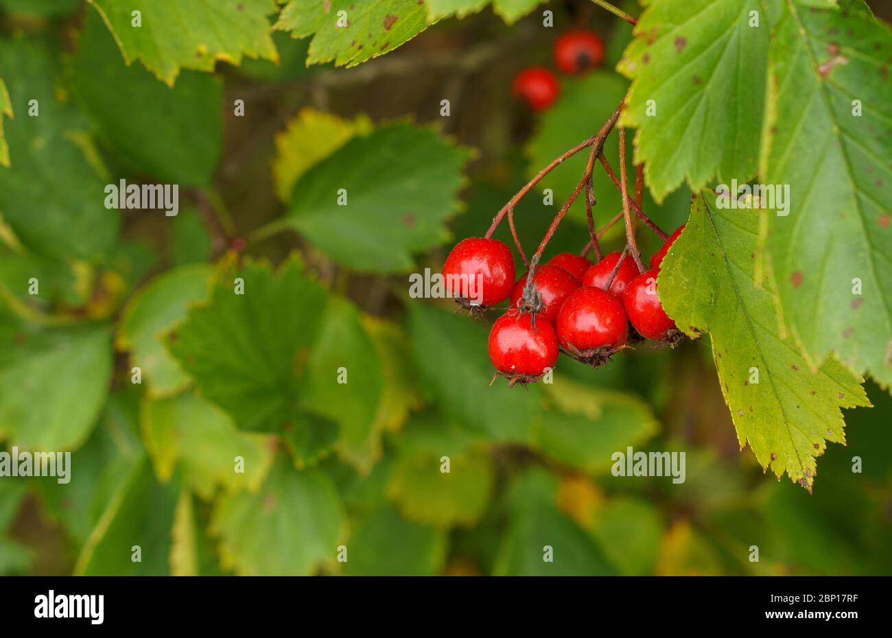 Hawthorne Leaves High Resolution Stock Photography and Images - Alamy