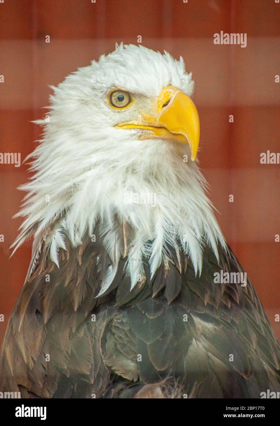 Bald Eagle Looking Out Stock Photo - Alamy