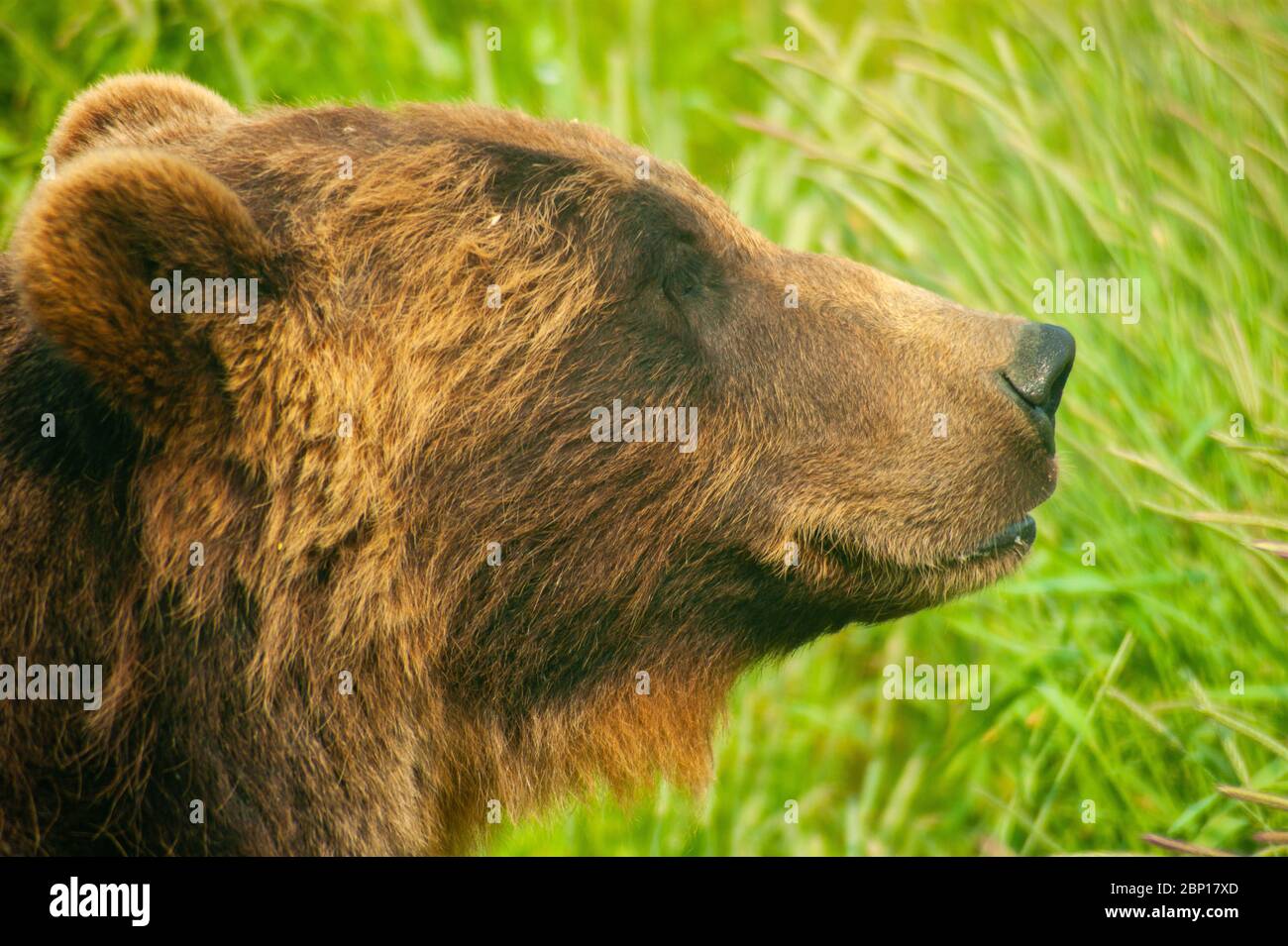 American grizzly bear hi-res stock photography and images - Alamy