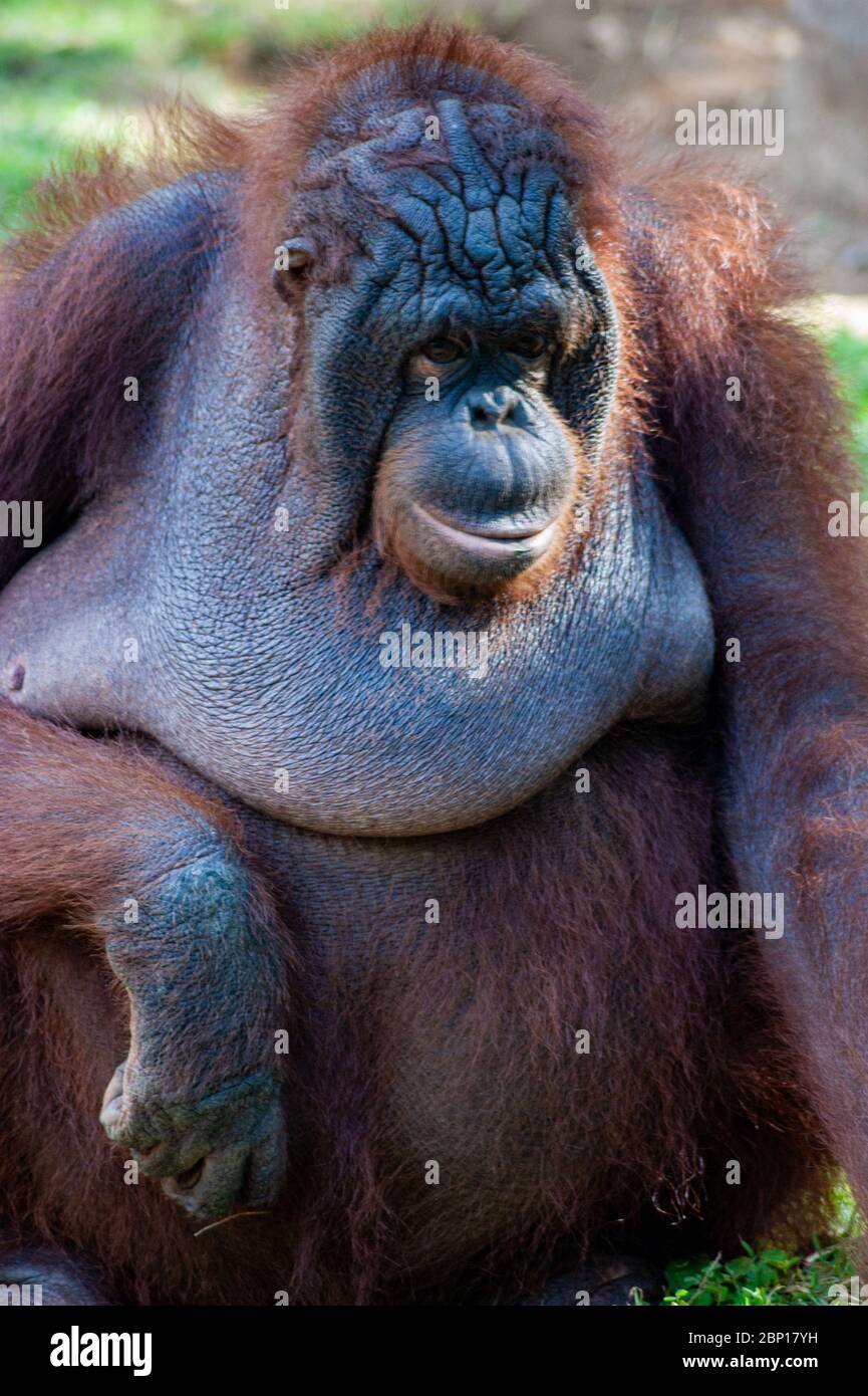 Large Orangutan Sitting Stock Photo - Alamy