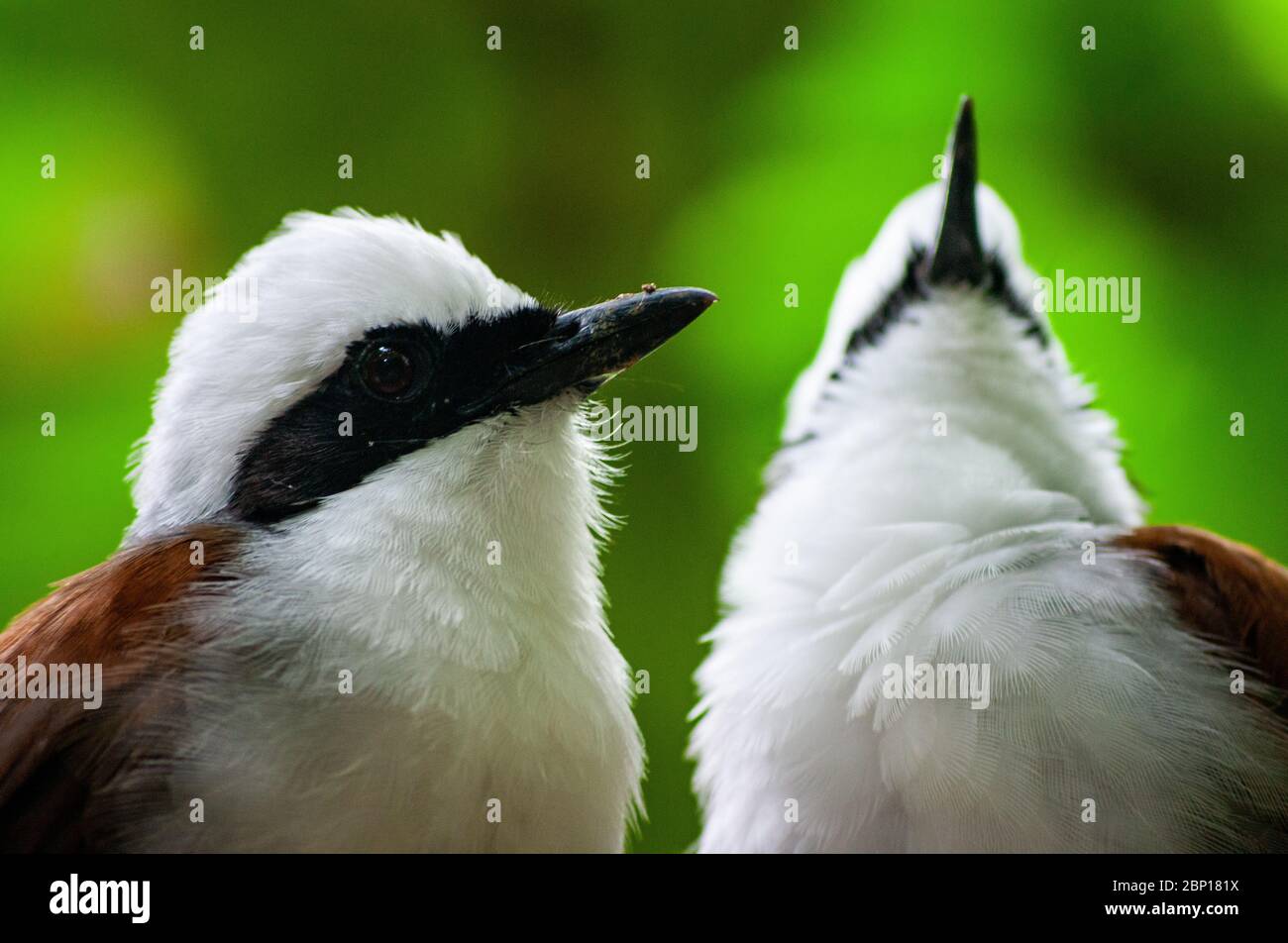 Small Birds in the Forest Stock Photo - Alamy