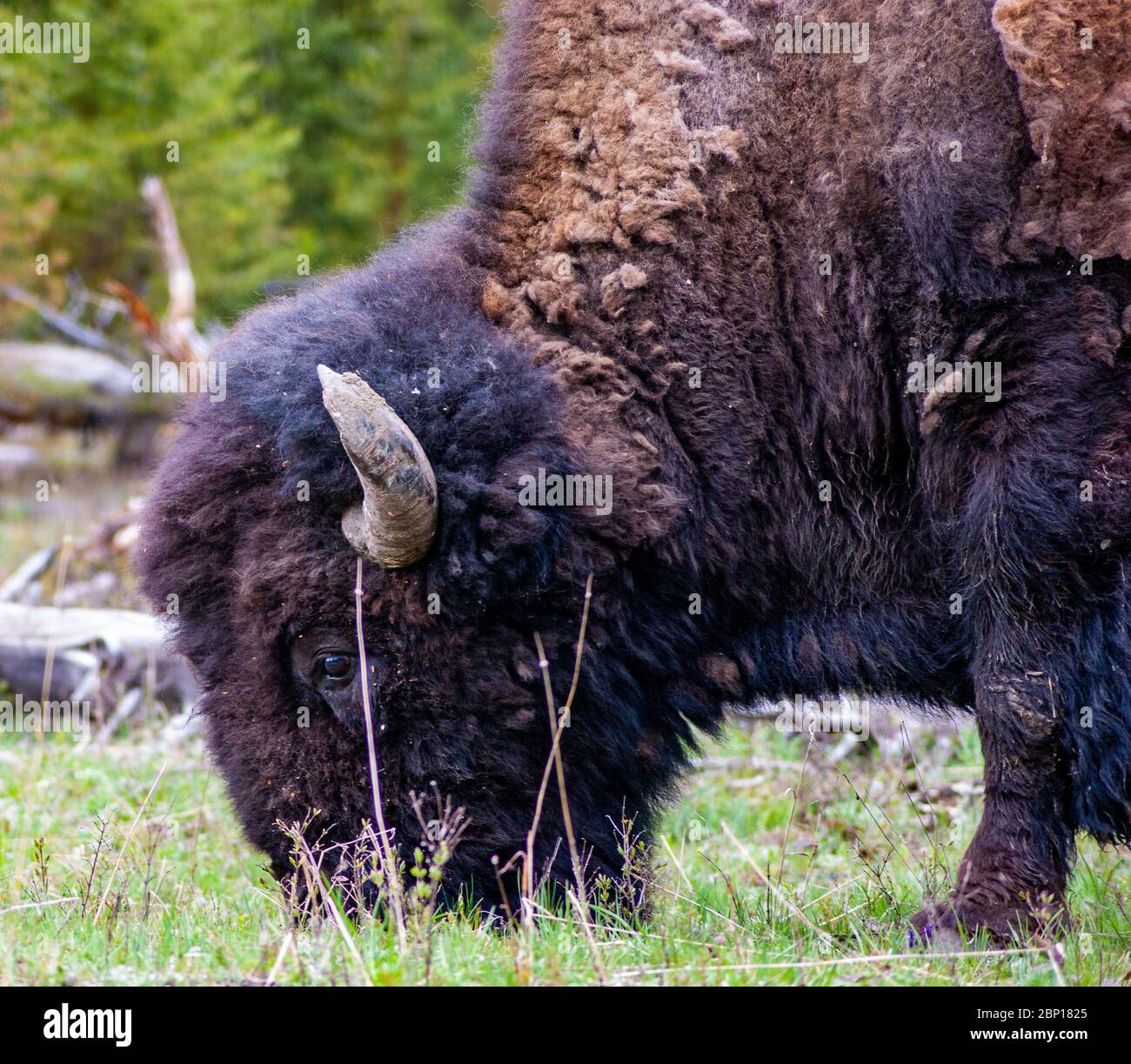 Woolly beasts hi-res stock photography and images - Alamy