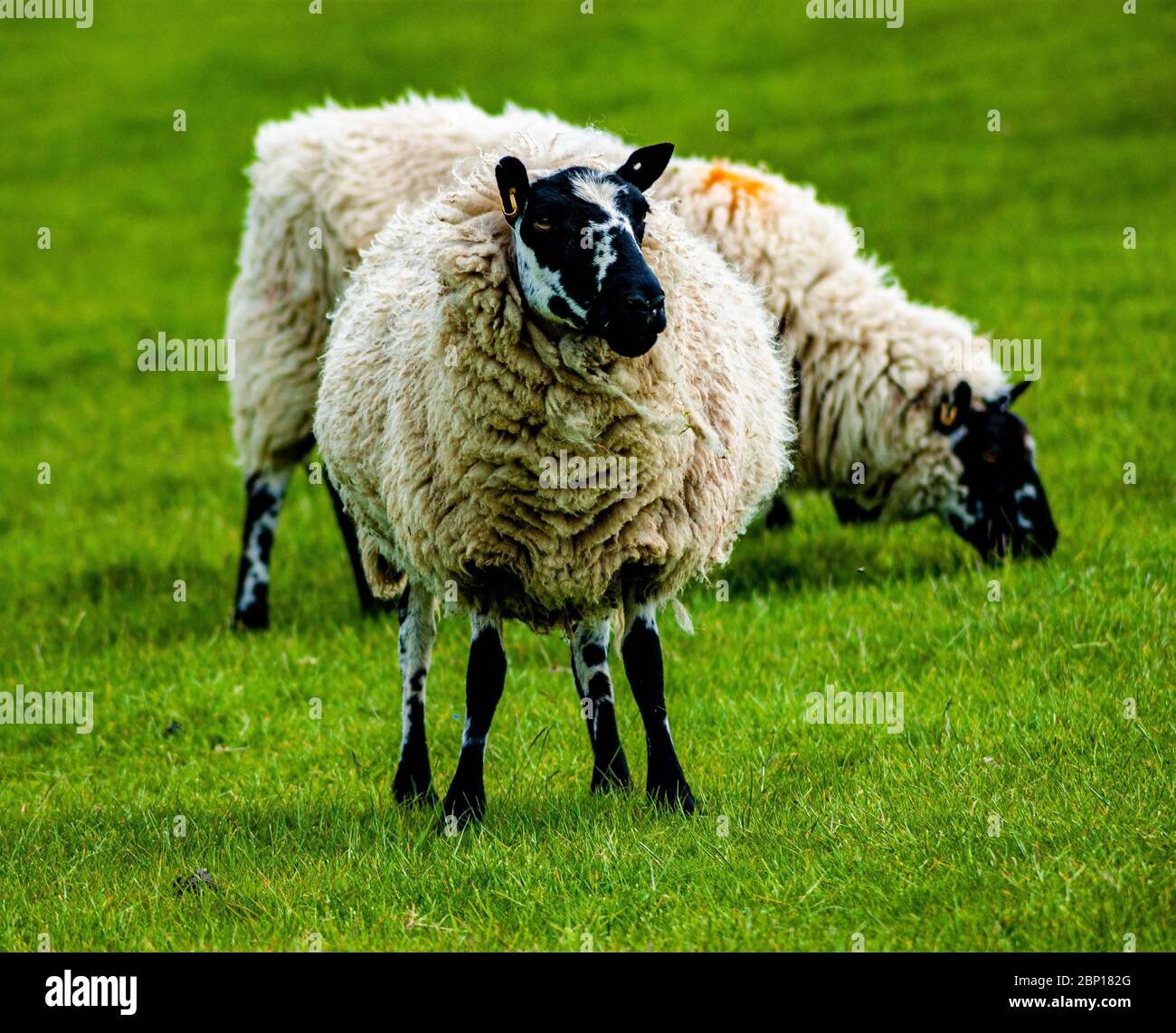 Sheep beard hi-res stock photography and images - Alamy