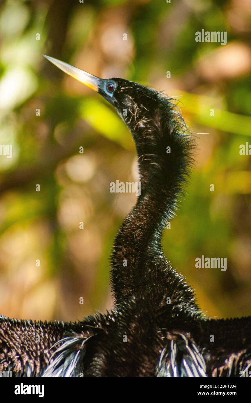 Wet beak hi-res stock photography and images - Alamy