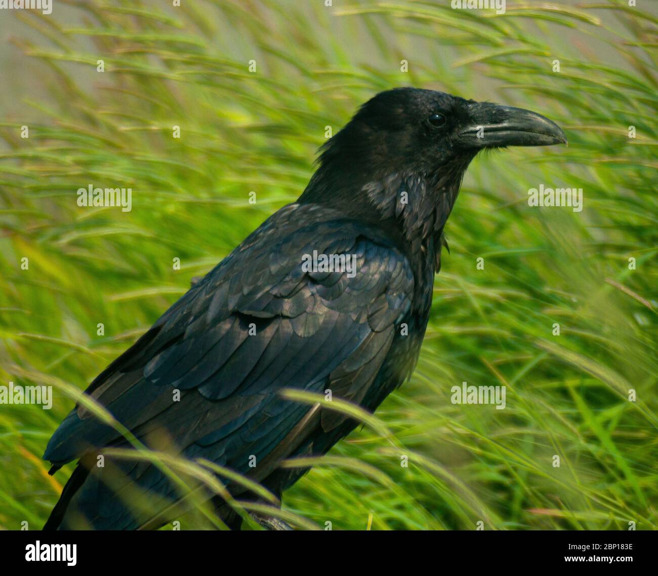 Feathered friend hi-res stock photography and images - Alamy