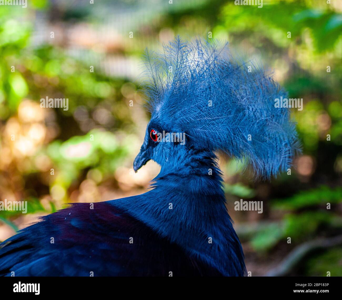 Victoria Crowned Pigeon Stock Photo - Alamy