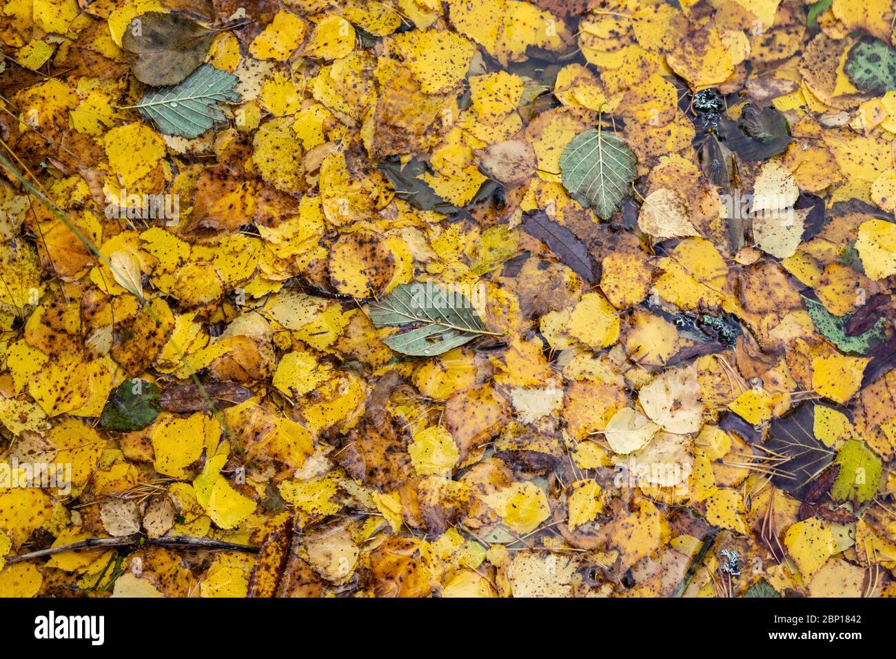 Closeup of fallen and decaying leaves laying on shallow pool of water ...