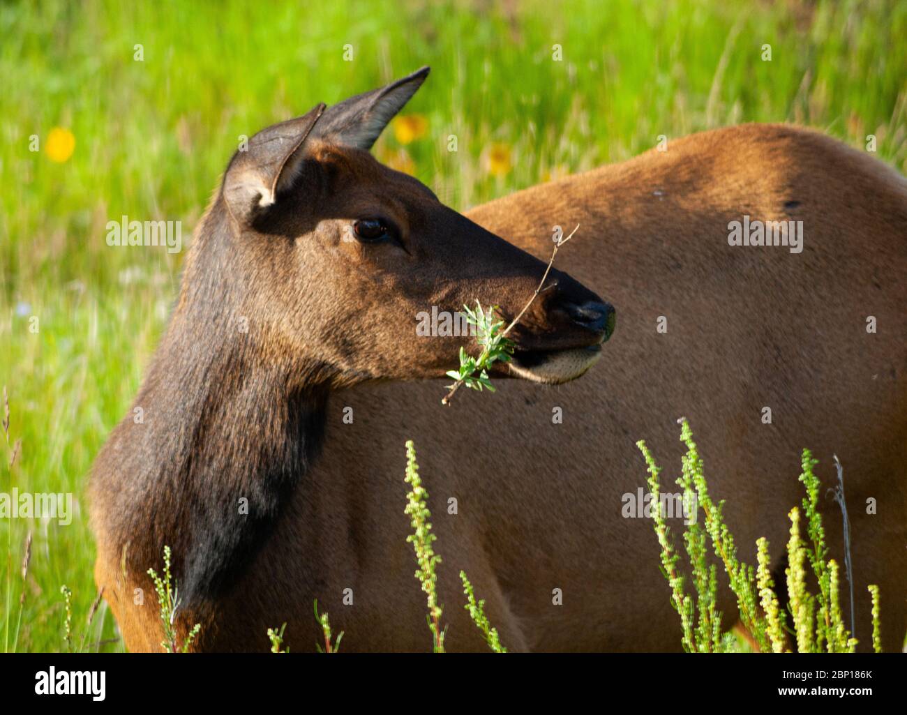 Doe Eating Some Grass Stock Photo - Alamy