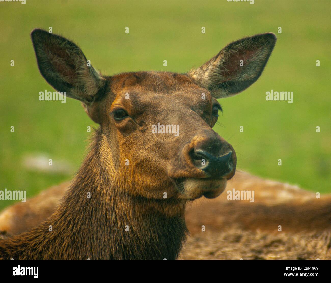 Deer beard hi-res stock photography and images - Alamy