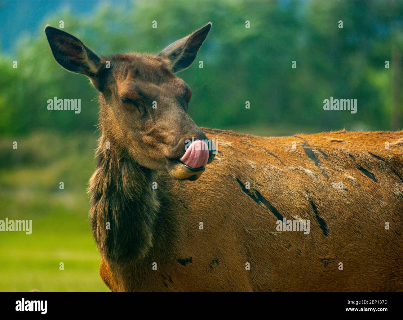 Deer beard hi-res stock photography and images - Alamy