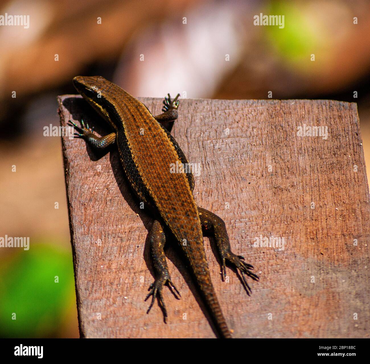 Beasts small hi-res stock photography and images - Alamy