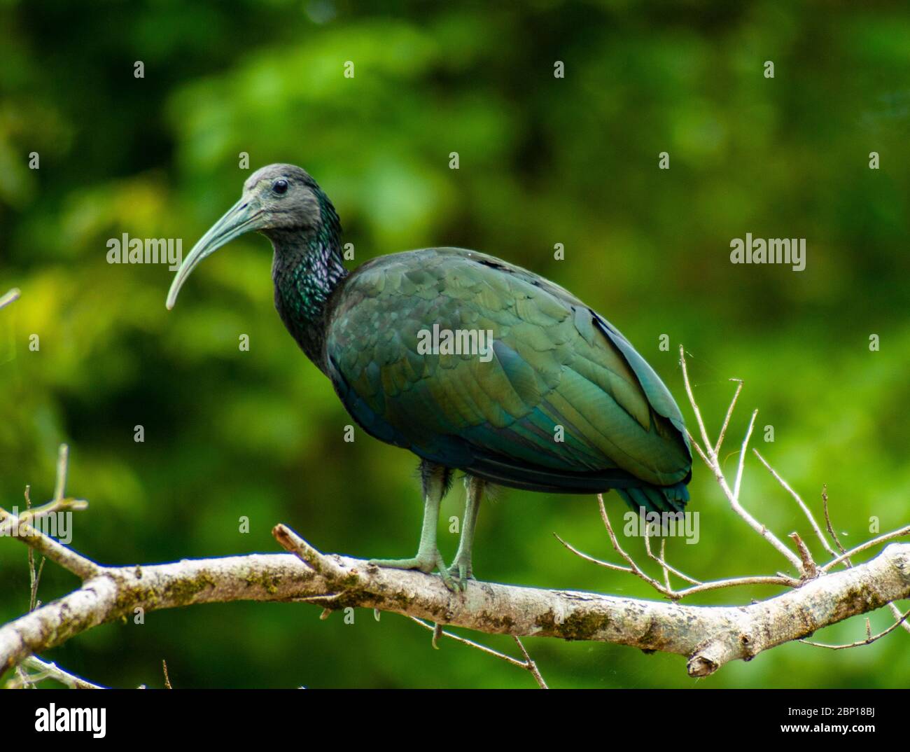 Ibis Watching from a Log Stock Photo - Alamy