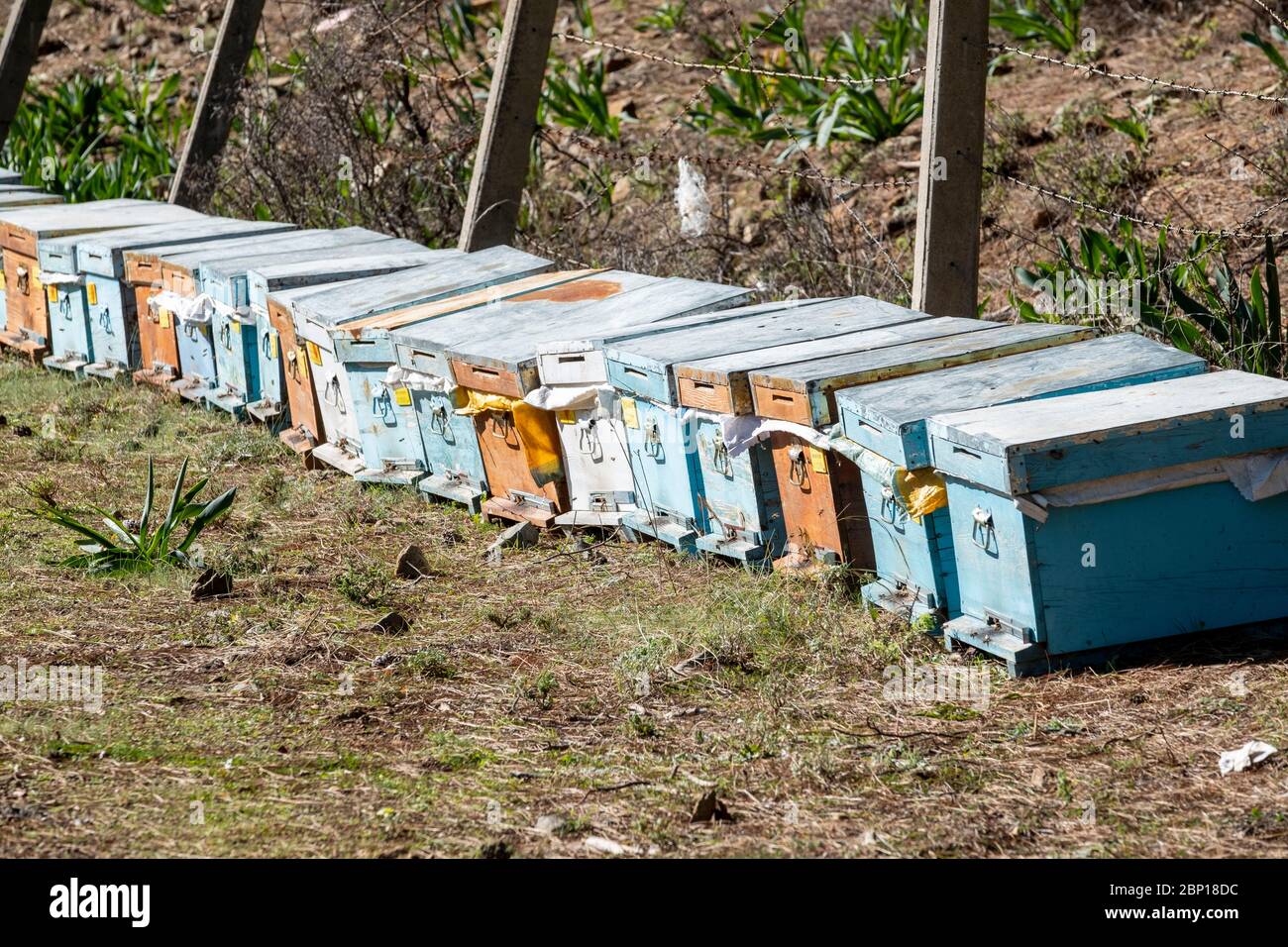 Honey bee hives placed in the forest Stock Photo - Alamy