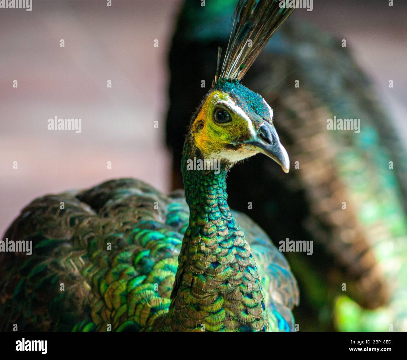 Peacock face hi-res stock photography and images - Alamy