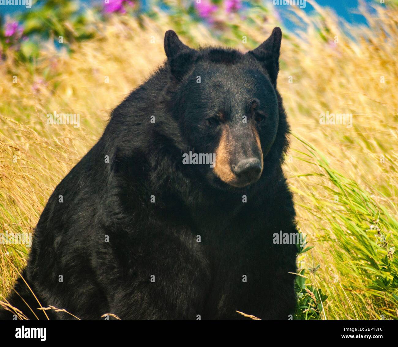 American bear hi-res stock photography and images - Alamy