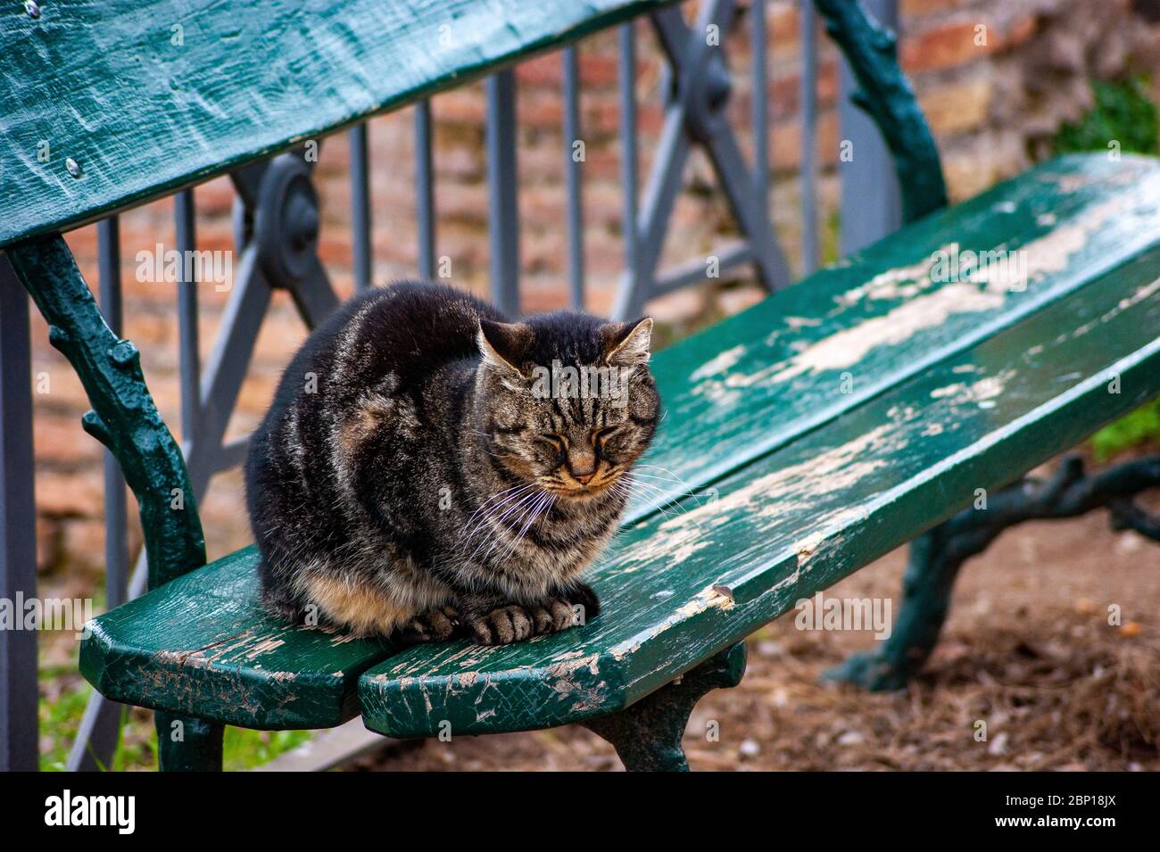 Resting cat hi-res stock photography and images - Alamy