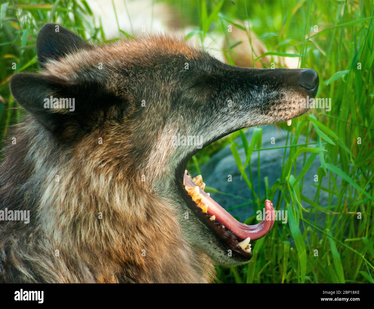 Wolf with mouth open hi-res stock photography and images - Alamy