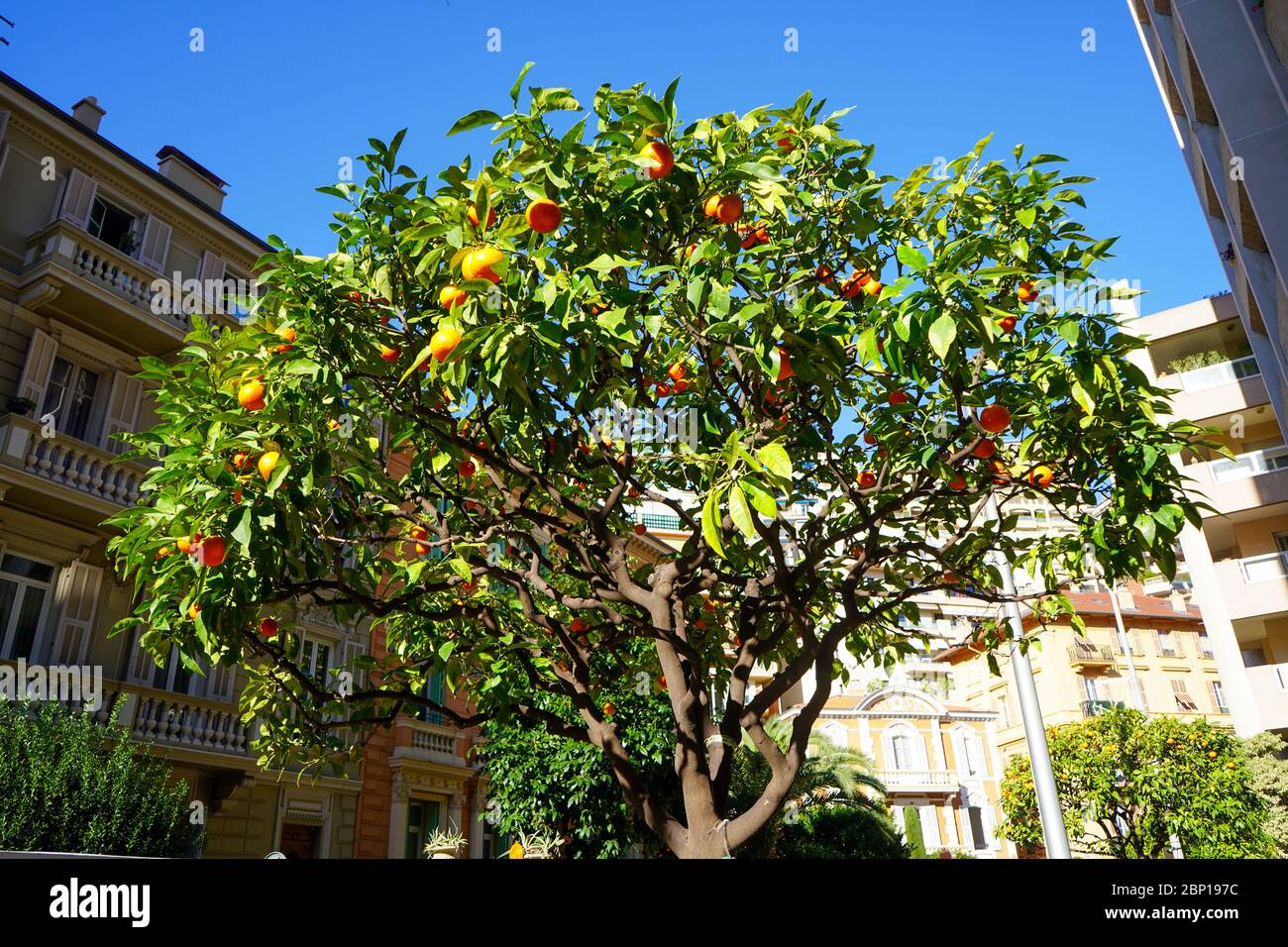 Orange tree in Monte Carlo, Monaco Stock Photo - Alamy
