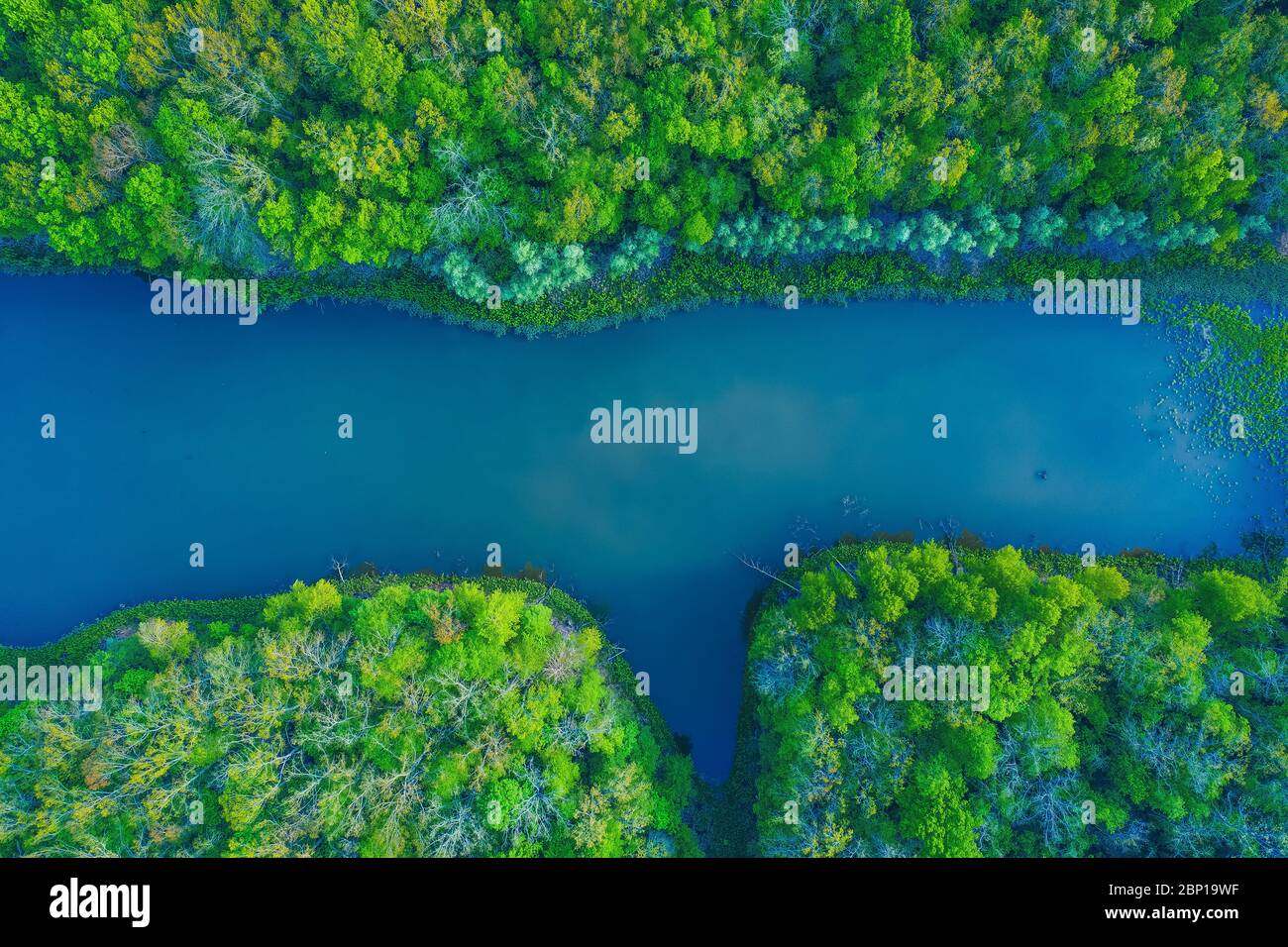 A magnificent blue pond of elongated shape among a dense wet green ...