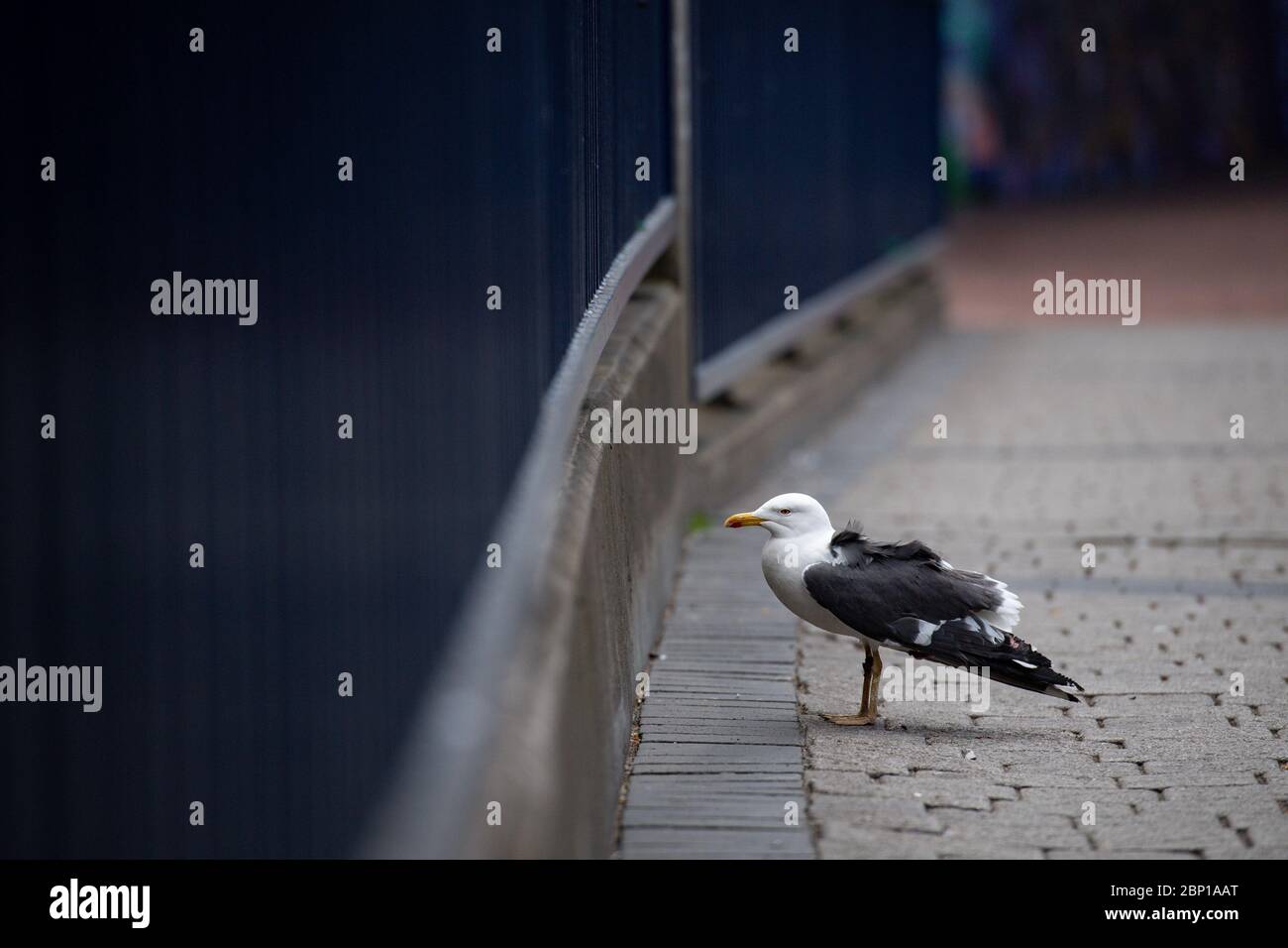 An injured gull stands motionless hi-res stock photography and images ...